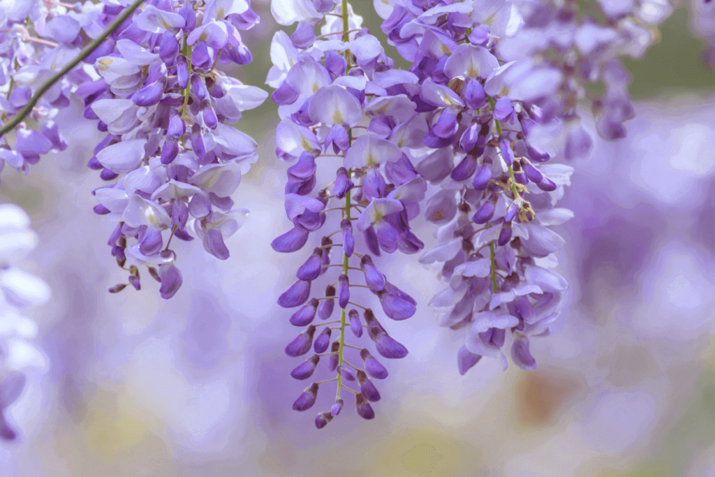 Arredare con il color glicine foto, abbinamenti e consigli di design