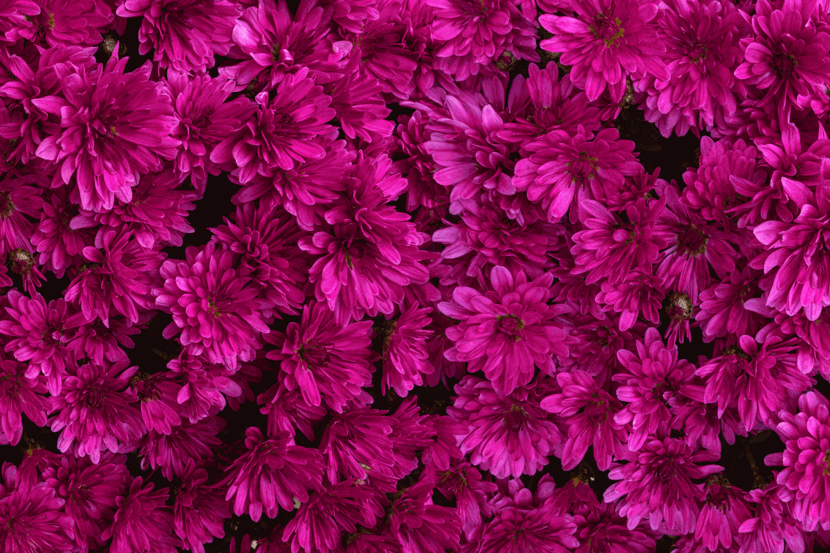 Viva Magenta: il colore Pantone 2023 e il suo significato Viva Magenta: il colore Pantone 2023 e il suo significato