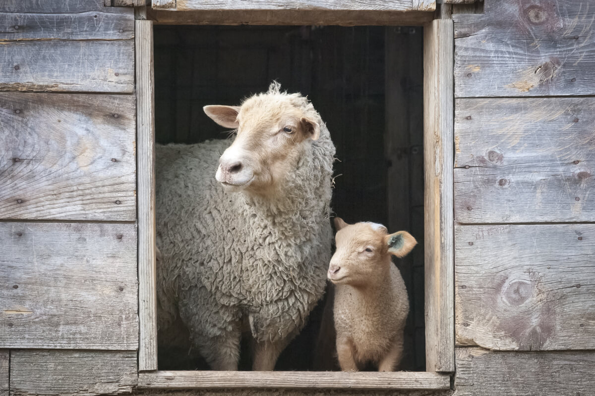 Cosa sapere per avere una pecora come animale domestico