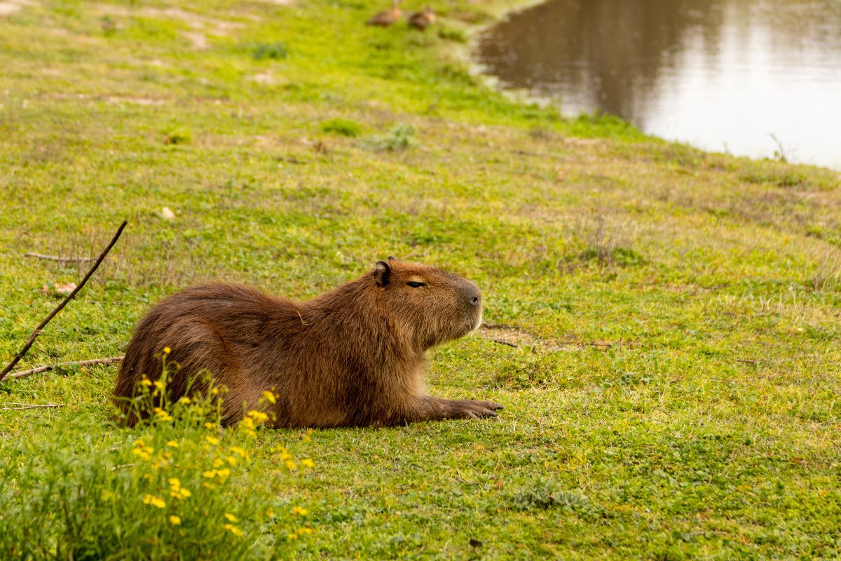 Dove Vivono i Capibara? Scopri l'Habitat del più Grande Roditore al Mondo