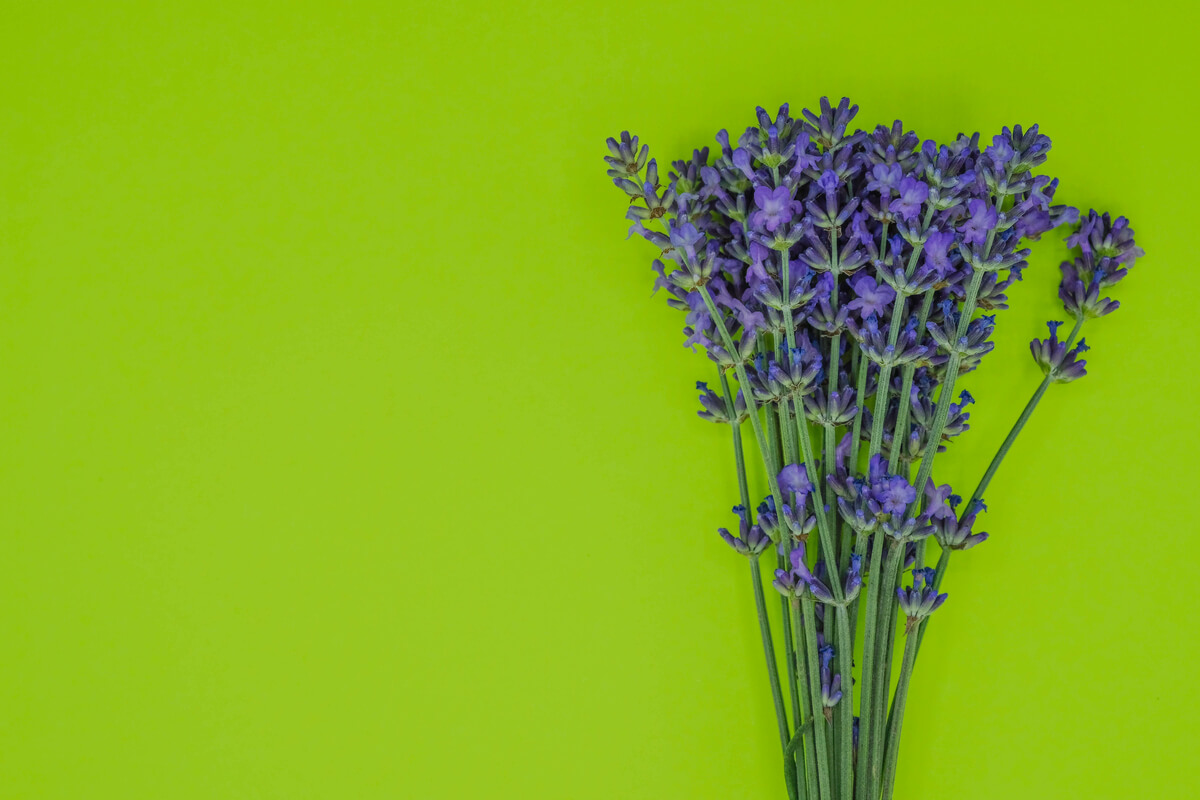 Arredare casa con il colore chartreuse