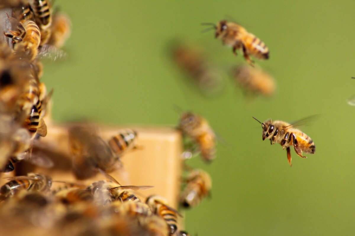 Tutelare le api: in Toscana nasce il primo Bee Hotel